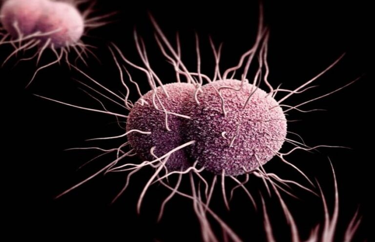 All You Need to Know about Gonorrhea | Escoambiental.org